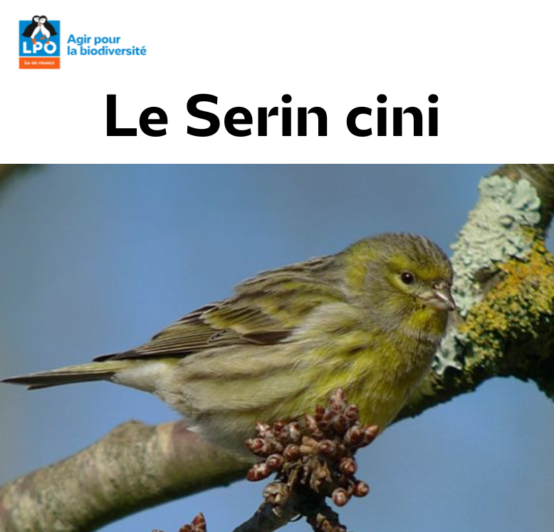 L'espèce du mois - LPO (Ligue pour la Protection des Oiseaux) - Agir ...