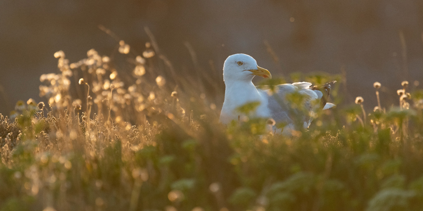 La pointe du Nick - LPO (Ligue pour la Protection des Oiseaux) - Agir ...