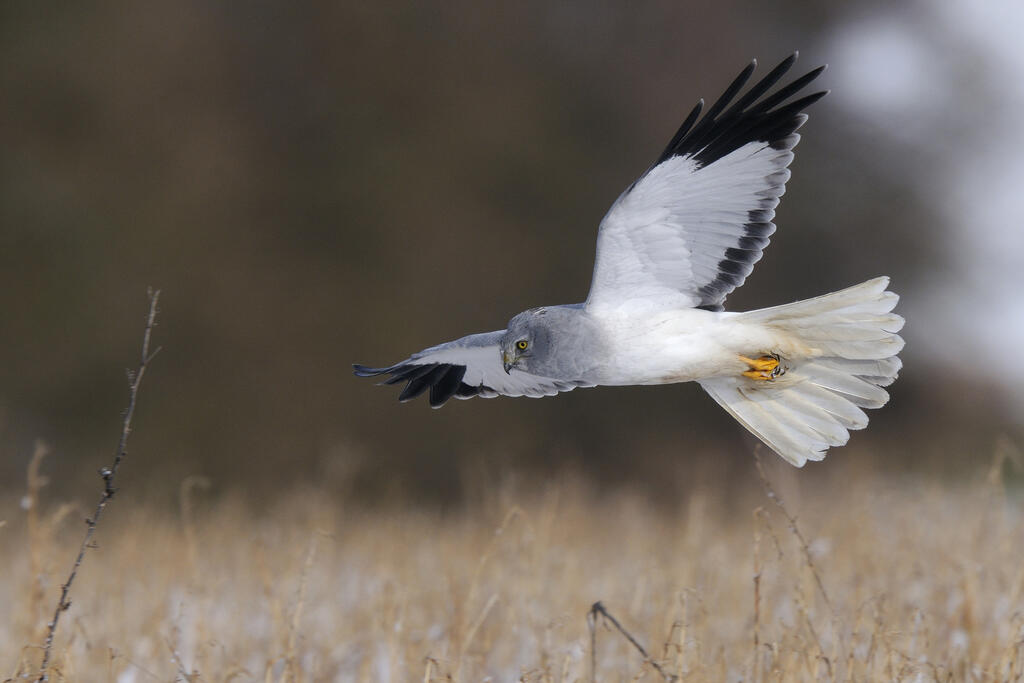 Observatoire d'un dortoir de Busards Saint-Martin - LPO (Ligue pour la ...