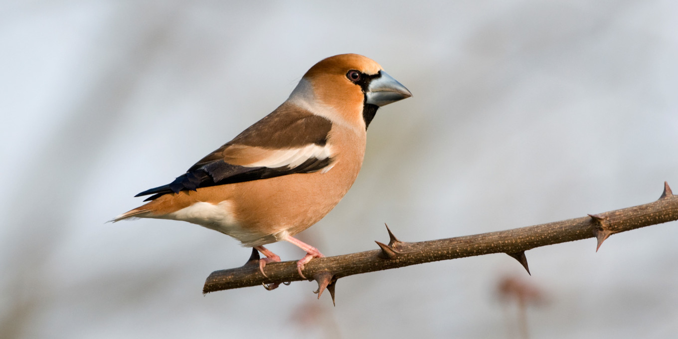 Grosbec casse-noyaux - LPO (Ligue pour la Protection des Oiseaux ...