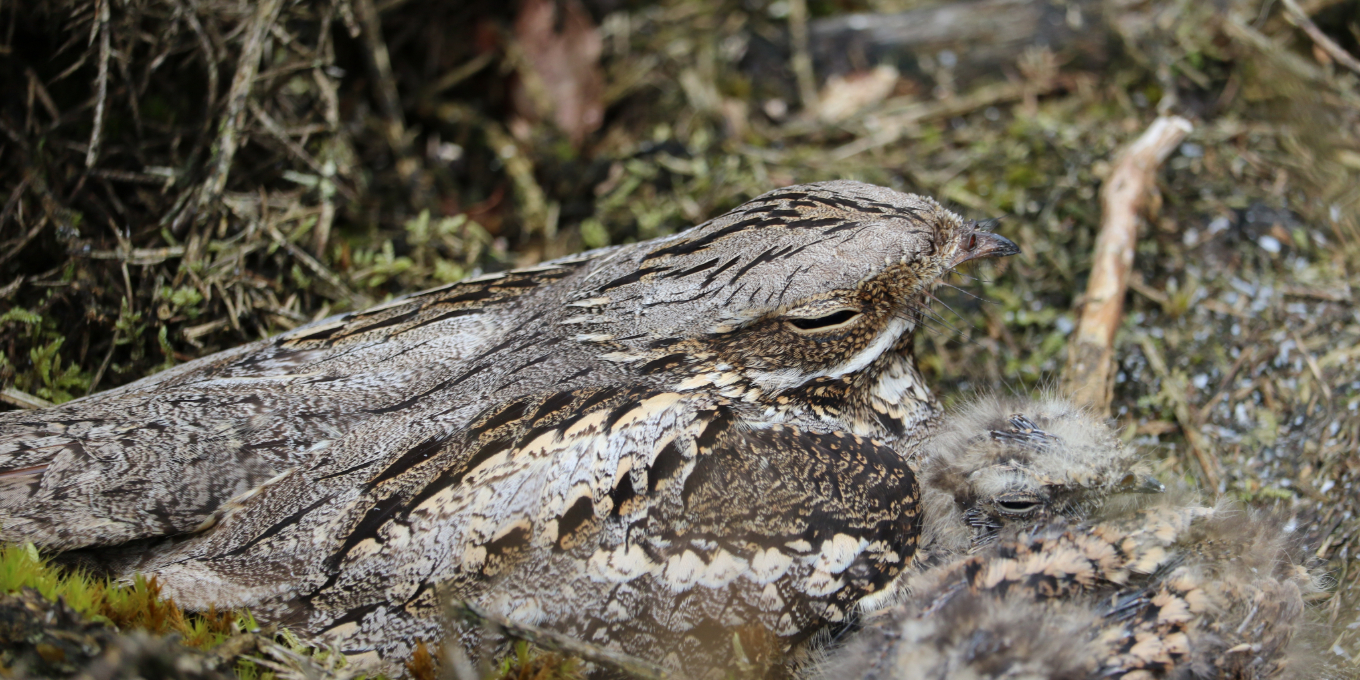 À la rencontre de l'Engoulevent - LPO (Ligue pour la Protection des ...