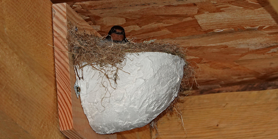 Comment fabriquer un nichoir pour hirondelles ? - LPO (Ligue pour la ...