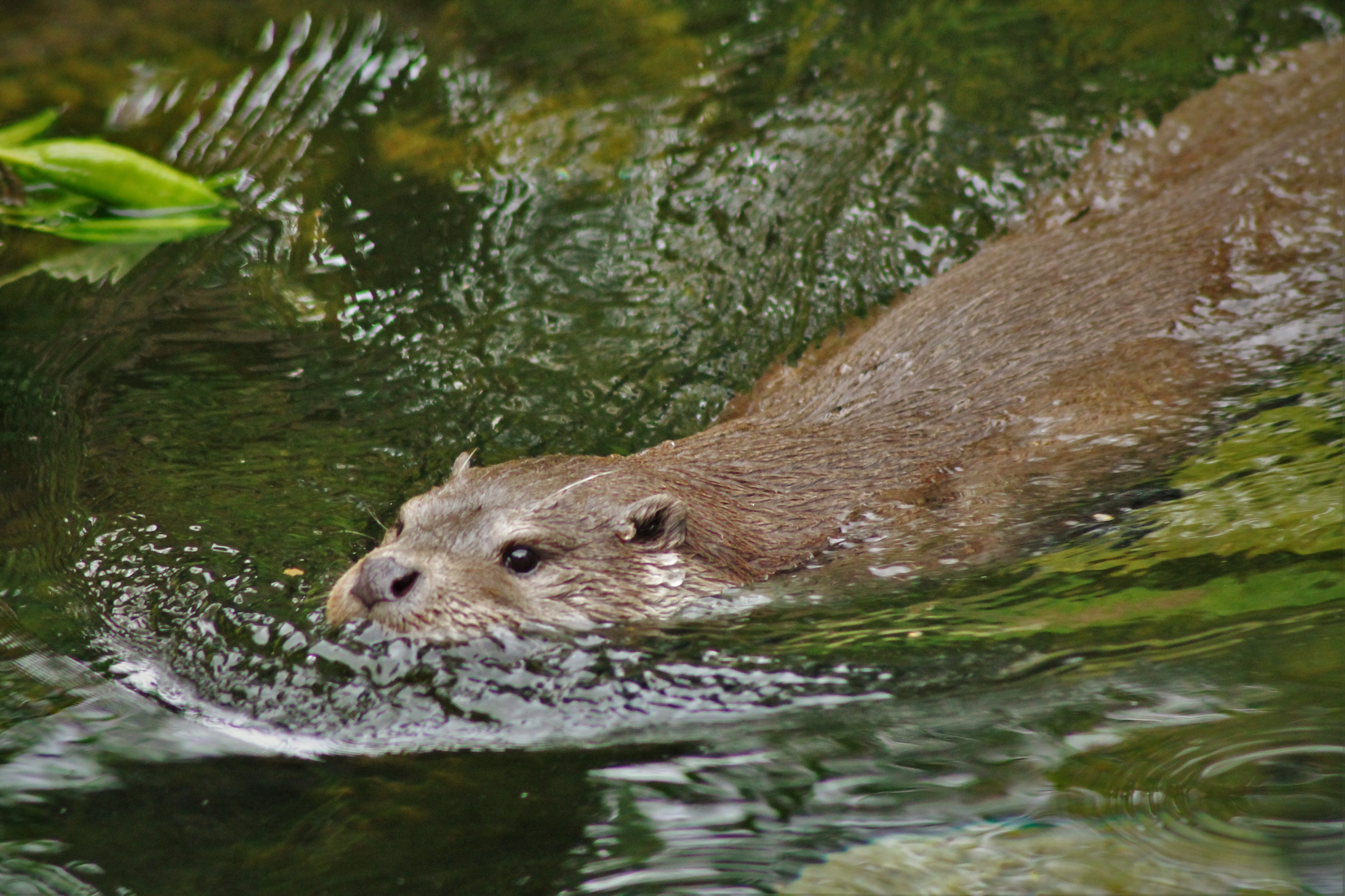 Sur les traces de la Loutre - LPO (Ligue pour la Protection des Oiseaux ...