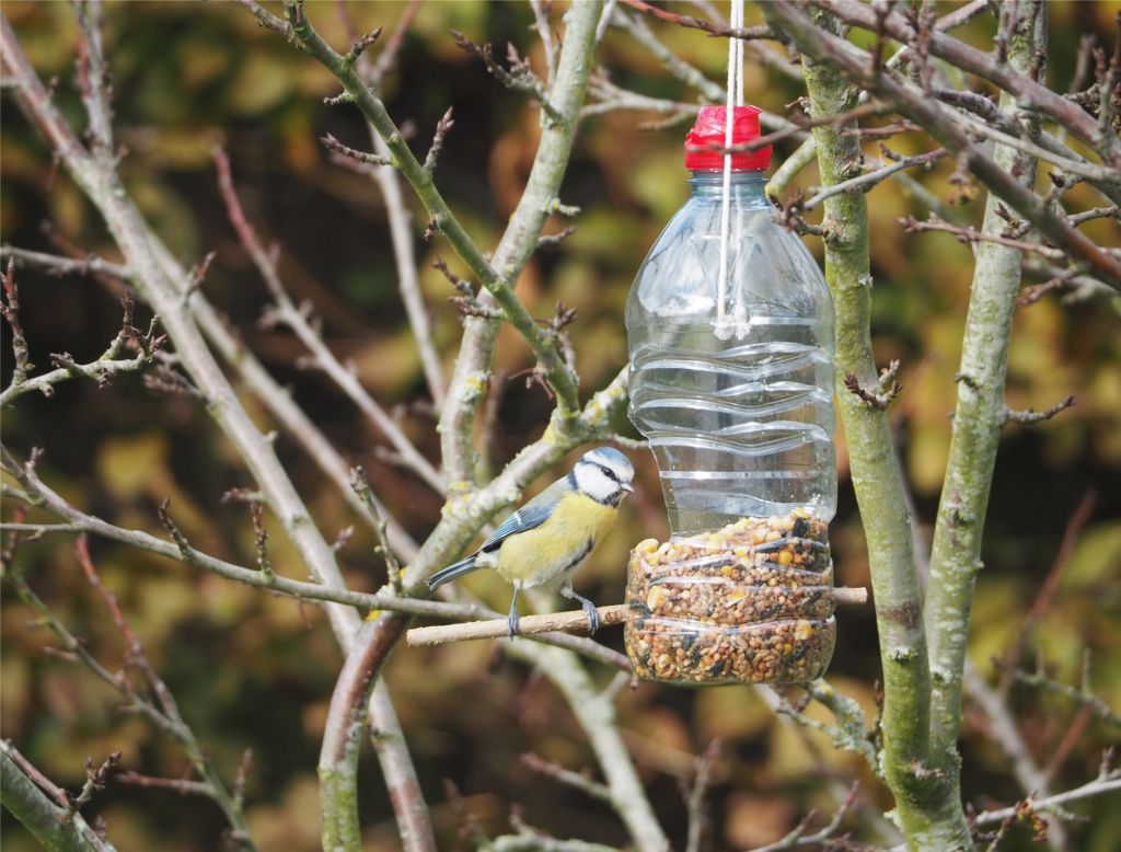 Atelier « parent-enfant » : Nourrir les oiseaux en hiver - LPO (Ligue ...