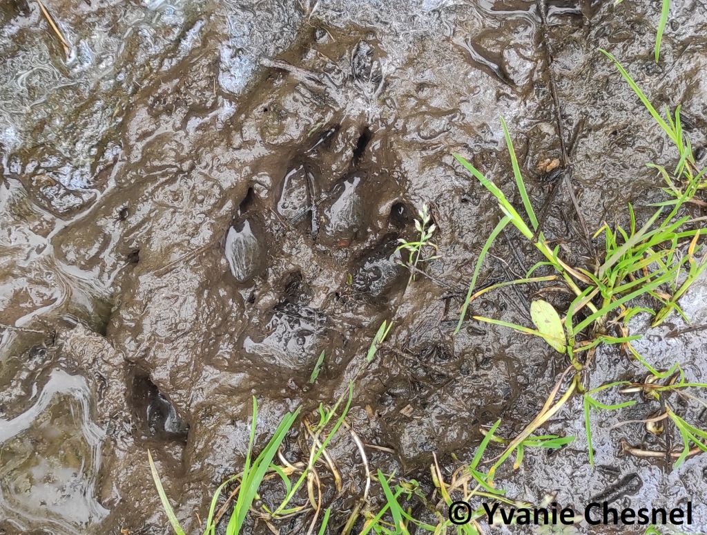 Animation FAMILLE « Sur les traces des animaux » - LPO (Ligue pour la ...