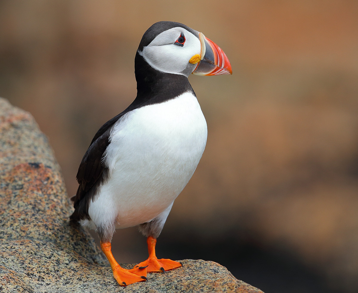 Macareux moine - LPO (Ligue pour la Protection des Oiseaux) - Agir pour ...