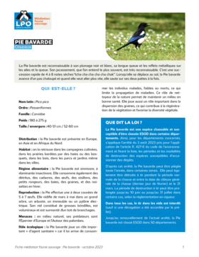Cohabiter avec la Pie bavarde - LPO (Ligue pour la Protection des ...