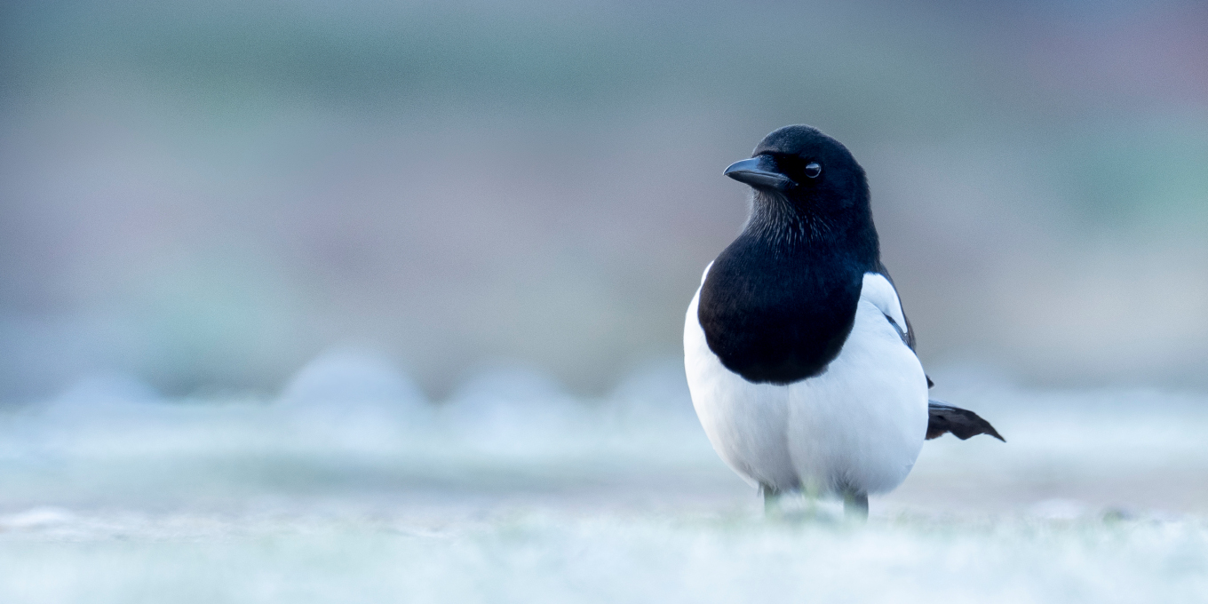 Pie bavarde - LPO (Ligue pour la Protection des Oiseaux) - Agir pour la ...
