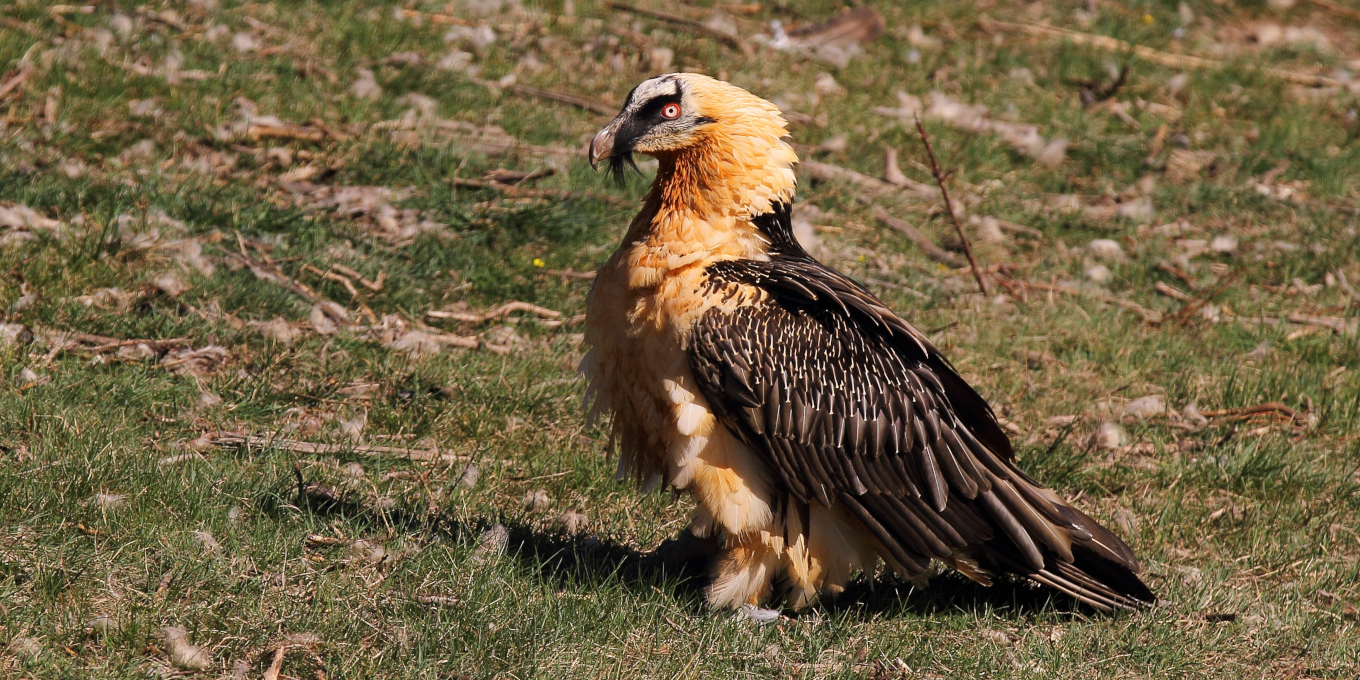 Gypaète barbu - LPO (Ligue pour la Protection des Oiseaux) - Agir pour ...