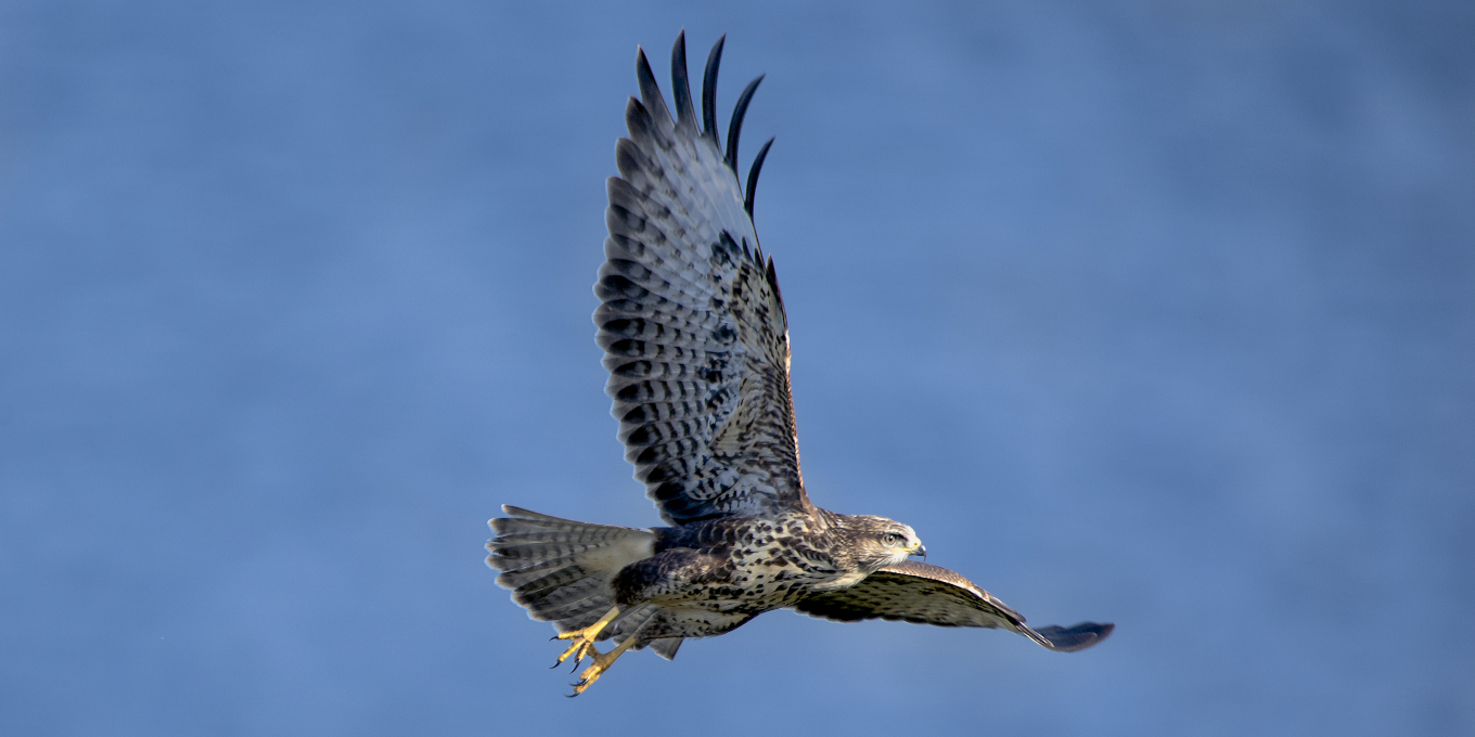 Observatoire rapaces : sortie terrain - LPO (Ligue pour la Protection ...