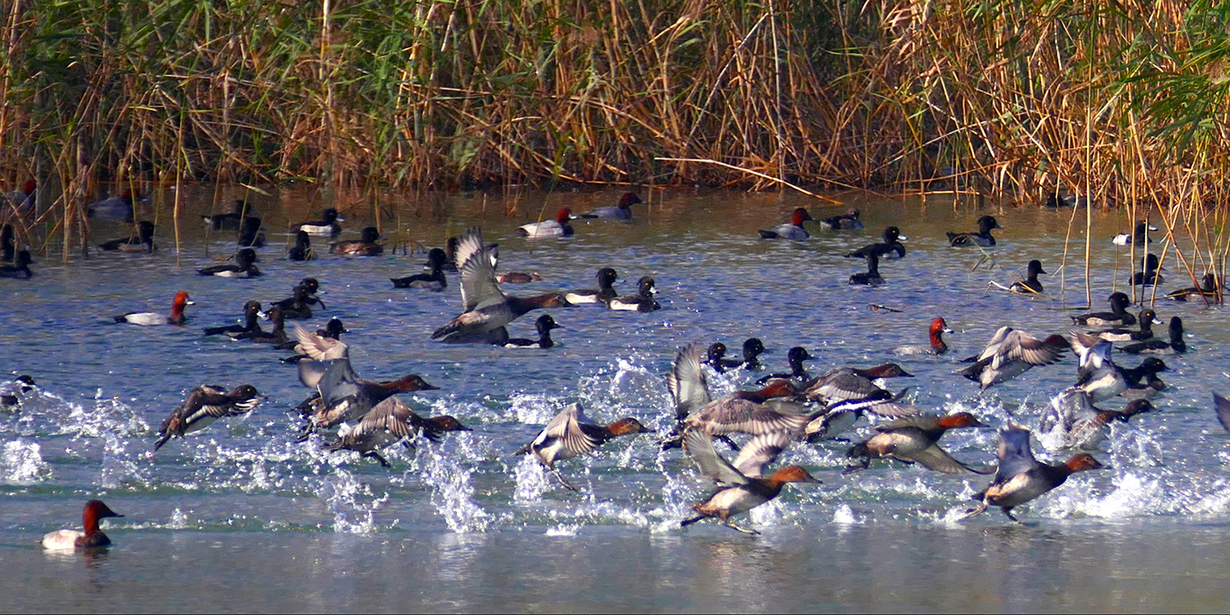 Retour de migration au ravin de Valbois - LPO (Ligue pour la Protection ...
