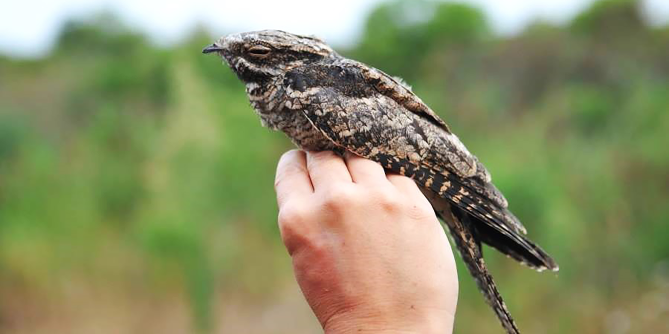 Chevêches et engoulevents - LPO (Ligue pour la Protection des Oiseaux ...