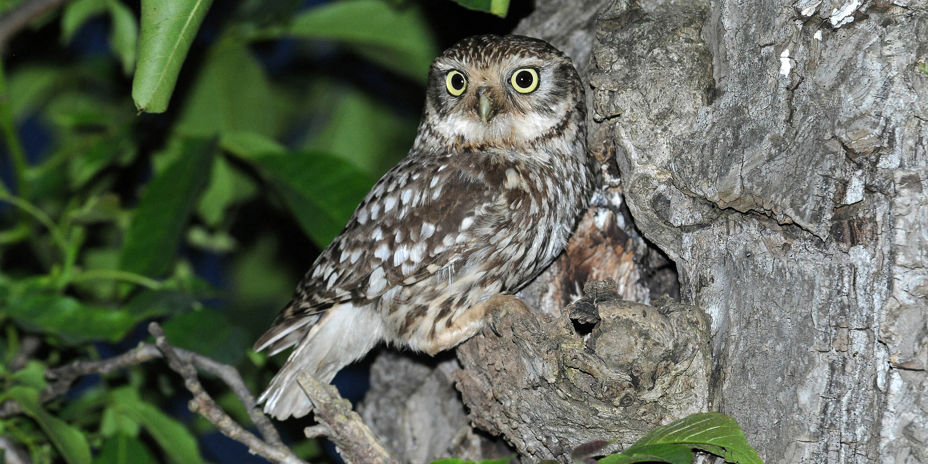 Chevêche d'Athéna : Chouette de nos campagnes - LPO (Ligue pour la ...