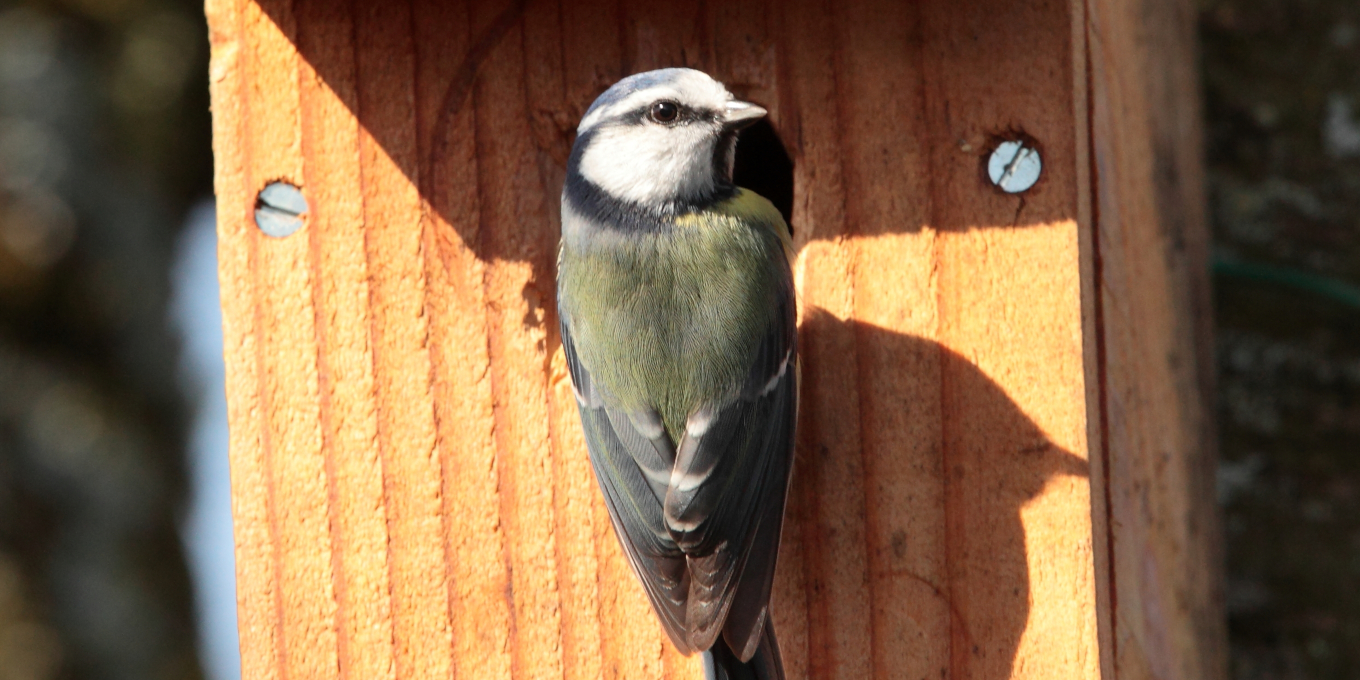 Pose de nichoirs - LPO (Ligue pour la Protection des Oiseaux) - Agir ...