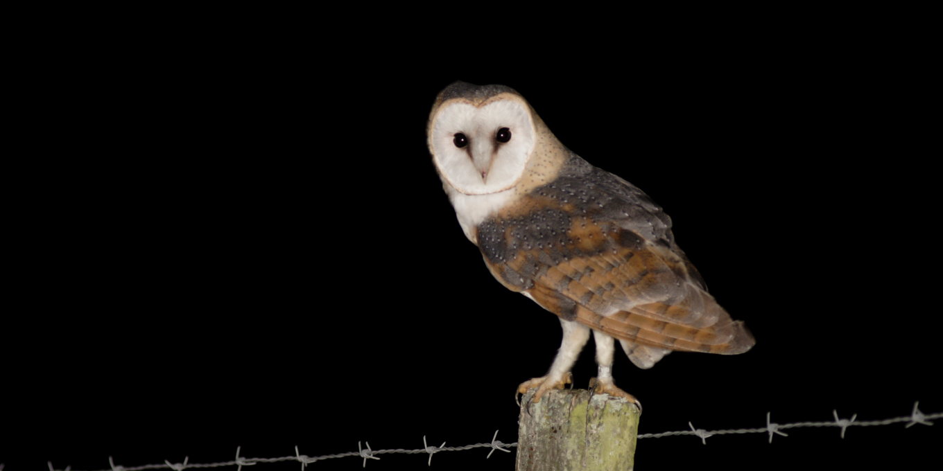 Effraie des clochers - LPO (Ligue pour la Protection des Oiseaux ...