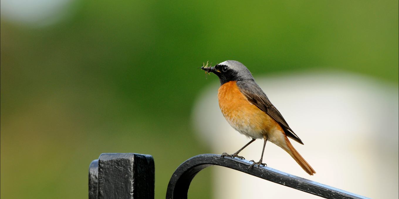 Rougequeue à front blanc - LPO (Ligue pour la Protection des Oiseaux ...