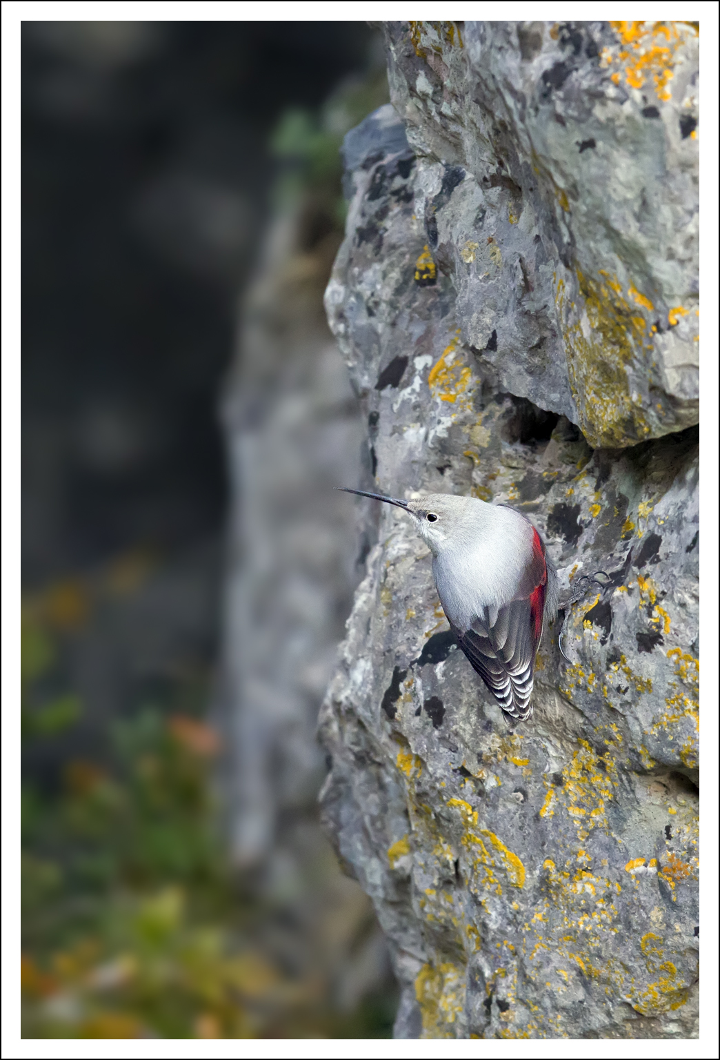 A la recherche du Tichodrome échelette - LPO (Ligue pour la Protection ...