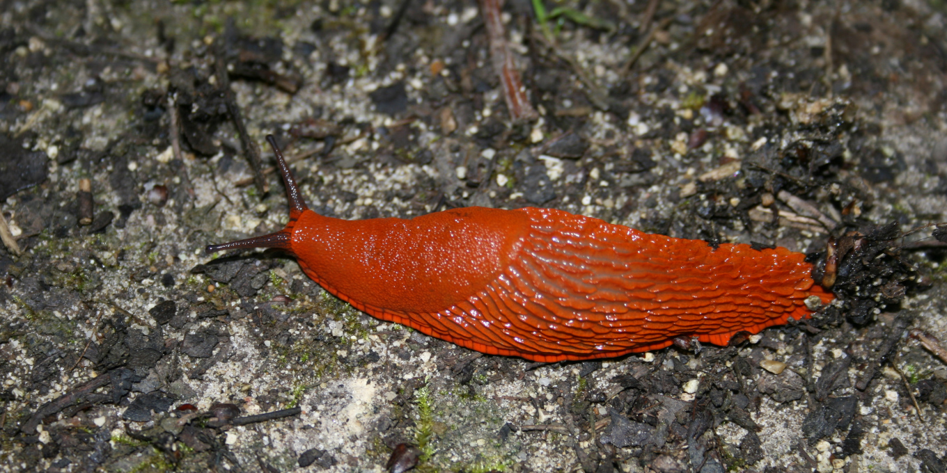 Grande Loche - LPO (Ligue pour la Protection des Oiseaux) - Agir pour ...