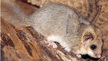 Conseils biodiversité - LPO (Ligue pour la Protection des Oiseaux ...