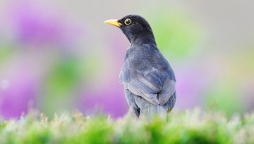 Observatoire de la mobilisation - LPO (Ligue pour la Protect...