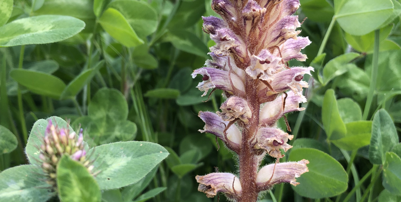 Orobanche du trèfle - LPO (Ligue pour la Protection des Oiseaux) - Agir ...