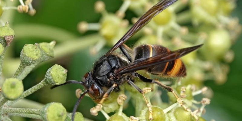 Comment distinguer le Frelon asiatique du Frelon européen ? - LPO ...