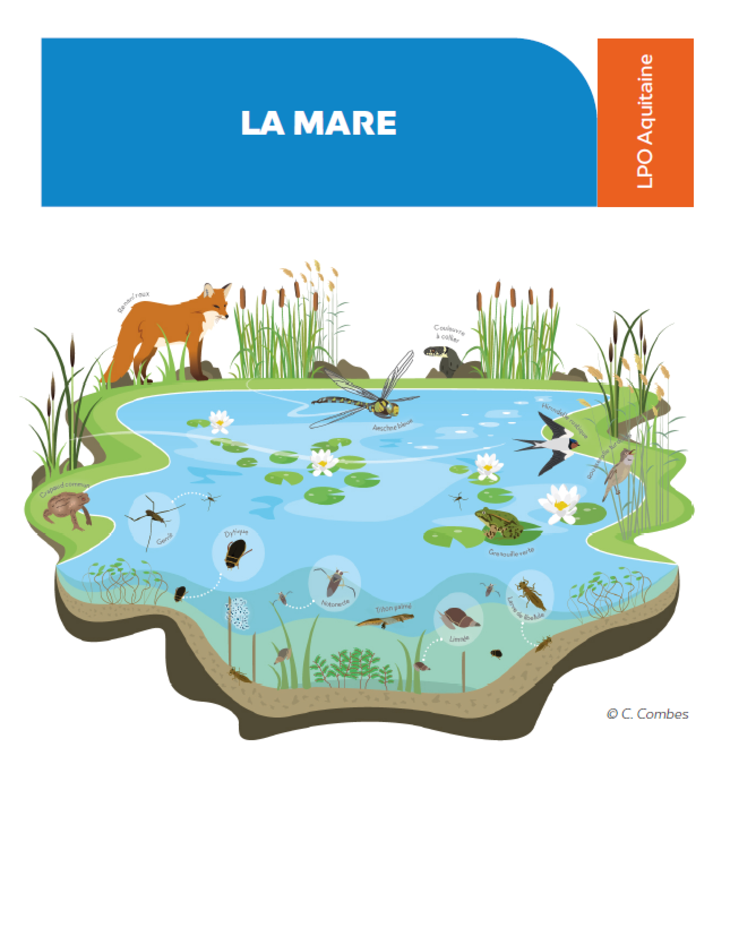 La semaine des mares - LPO (Ligue pour la Protection des Oiseaux ...