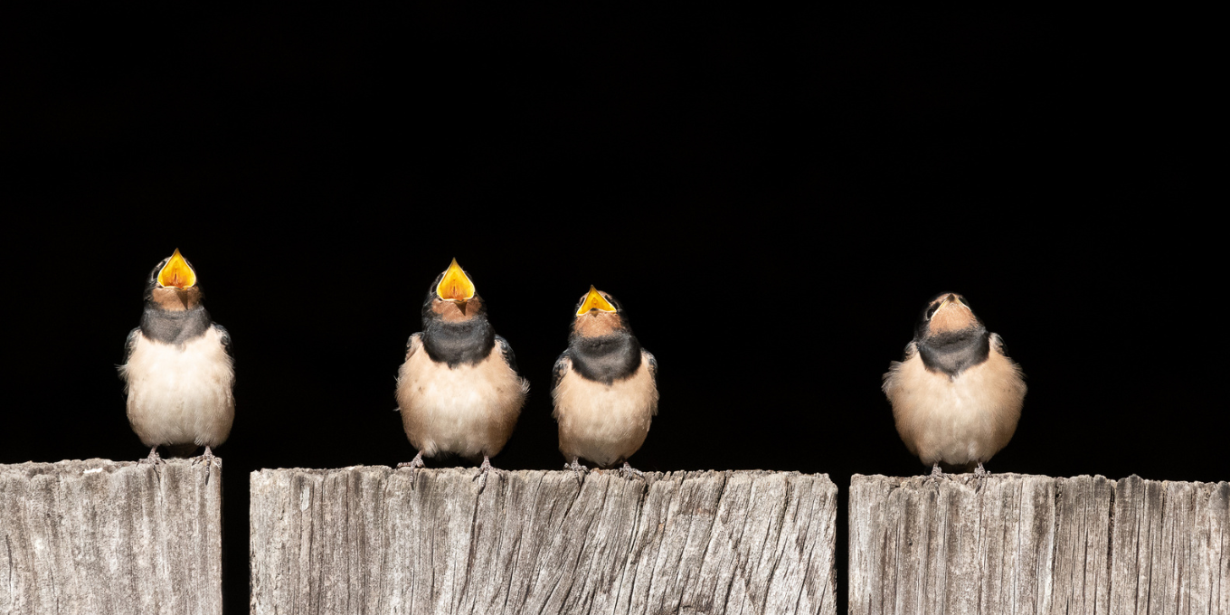 Formation Faune du bâti - LPO (Ligue pour la Protection des Oiseaux ...