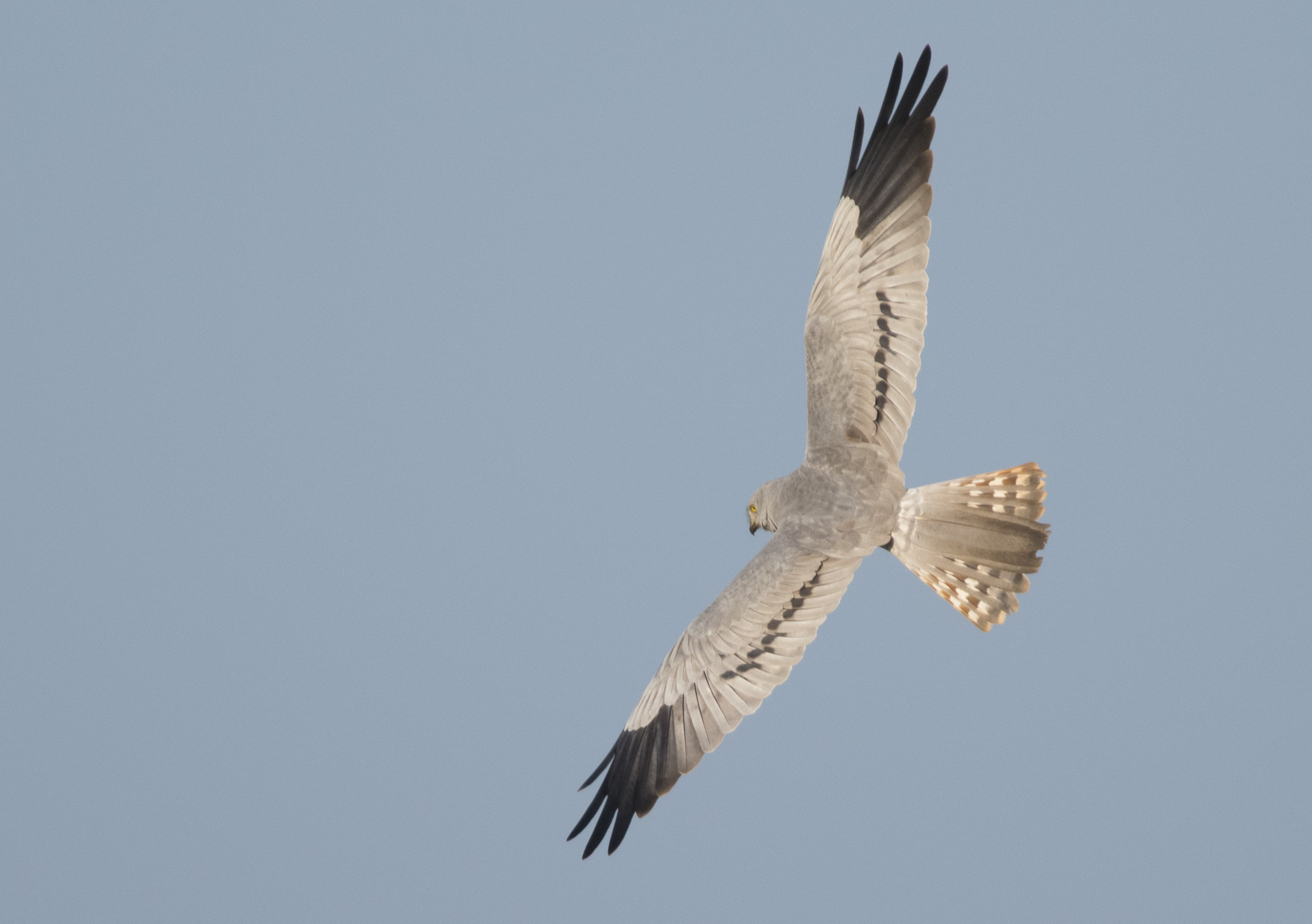 Suivi et protection des Busards - saison 2025 - LPO (Ligue pour la ...