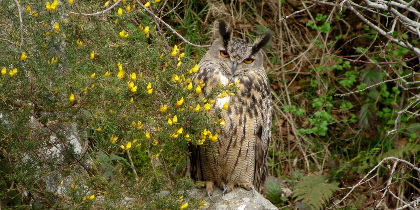 Grand-duc d’Europe - LPO (Ligue pour la Protection des Oiseaux) - Agir ...