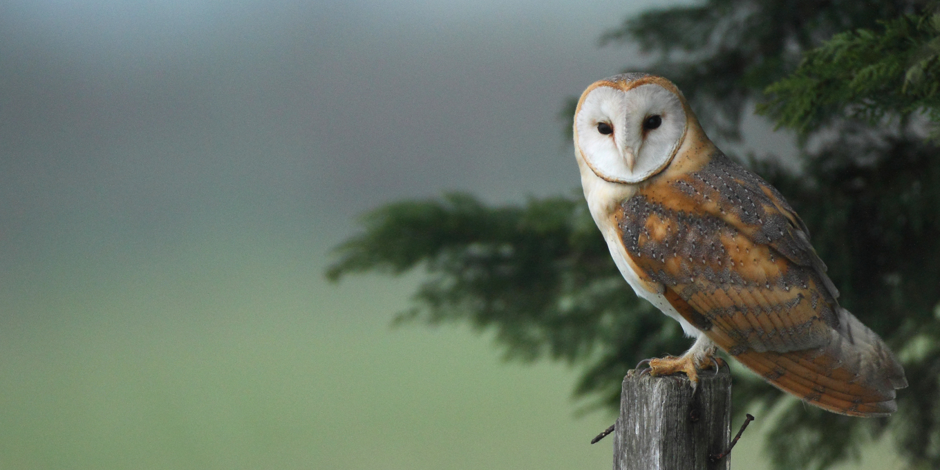 Les Nuits de la Chouette - LPO (Ligue pour la Protection des Oiseaux ...