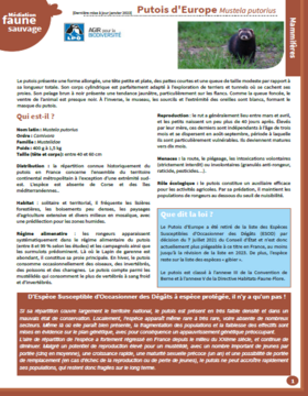 Cohabiter avec le Putois d’Europe - LPO (Ligue pour la Pro... - LPO ...