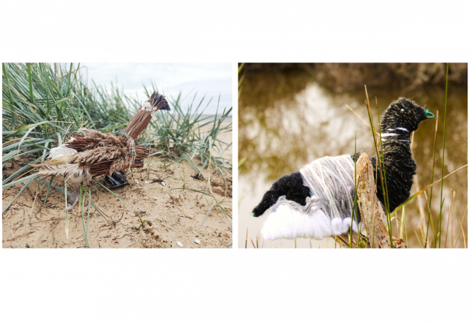 Les gagnants du concours du Festival de la Bernache ! - LPO (Ligue pour ...