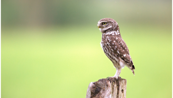 Enquête sur la chevêche d'Athéna dans le Territoire de Belfort - LPO ...