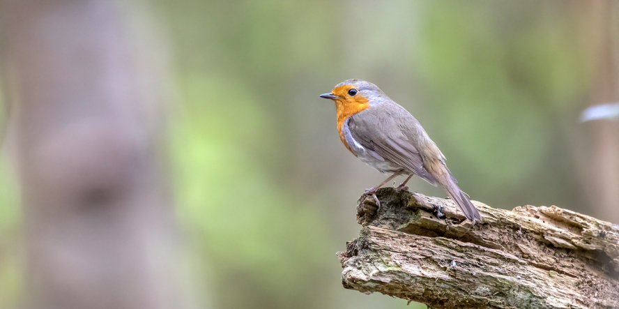 Connaître les oiseaux de nos jardins - LPO (Ligue pour la Protection ...