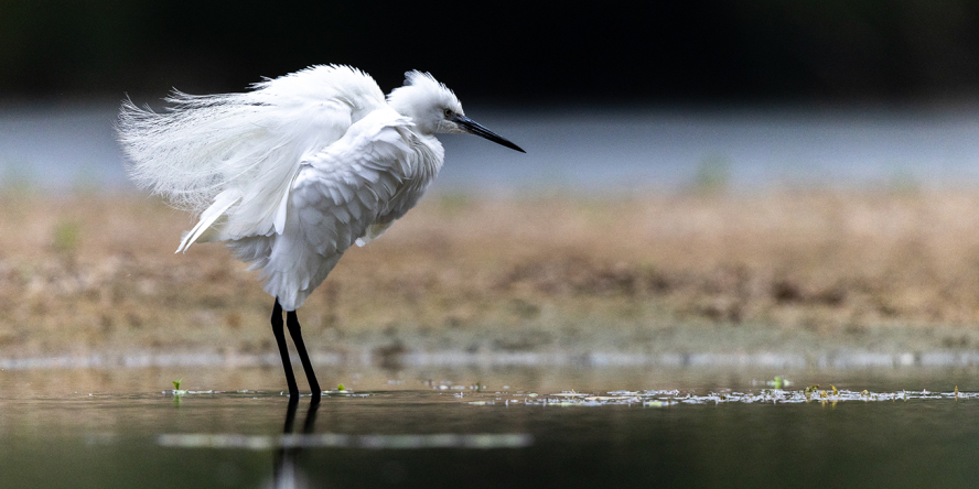 La Loire et ses oiseaux - LPO (Ligue pour la Protection des Oiseaux ...