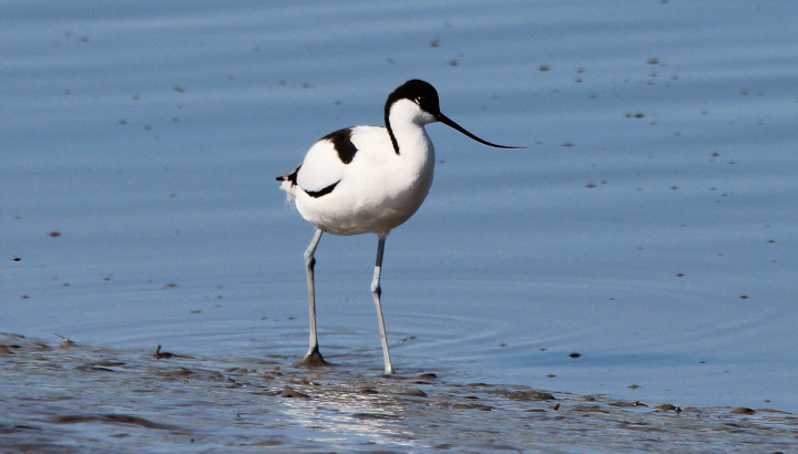 Avocette élégante - LPO (Ligue pour la Protection des Oiseaux) - Agir ...