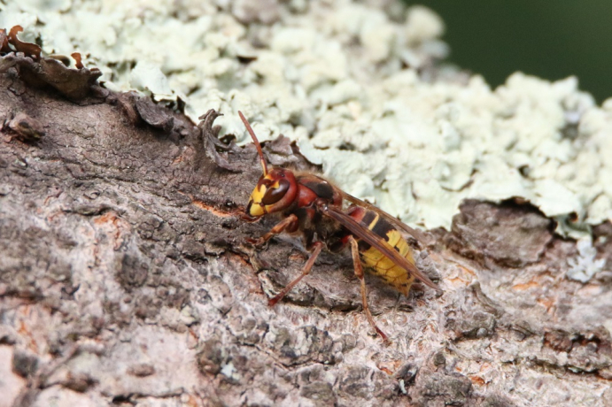 Frelon européen - LPO (Ligue pour la Protection des Oiseaux) - Agir ...