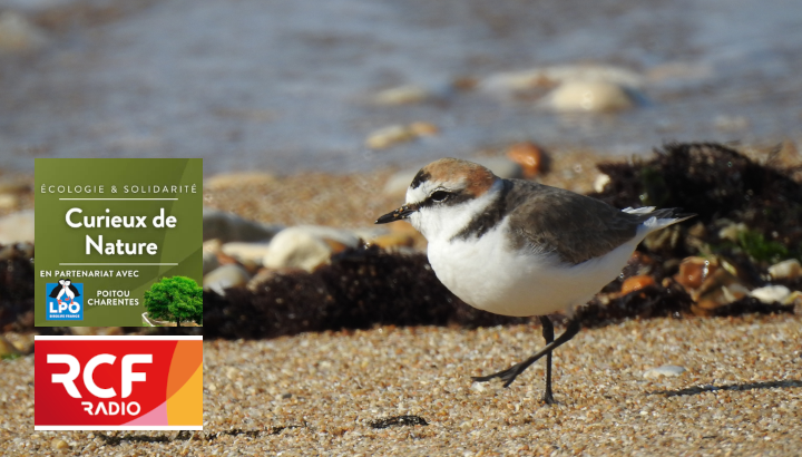 En réécoute : La protection de la faune et des milieux littoraux - LPO ...