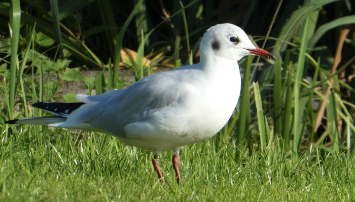 Mouette rieuse - LPO (Ligue pour la Protection des Oiseaux) - Agir pour ...