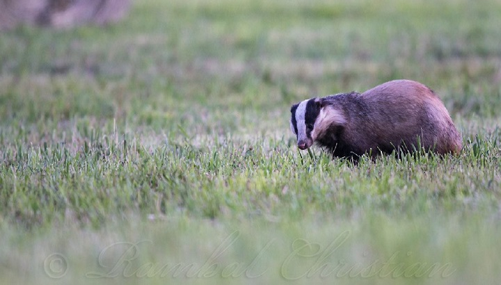 Les journées ESOD (Espèces Susceptibles d'Occasionner des Dégâts) - LPO ...