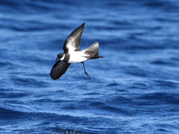 Océanite à gorge blanche et Anchois du Pérou - LPO (Ligue pour la ...