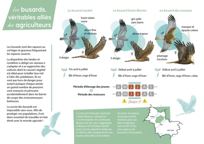 Les busards de Centre-Val de Loire - LPO (Ligue pour la Protection des ...