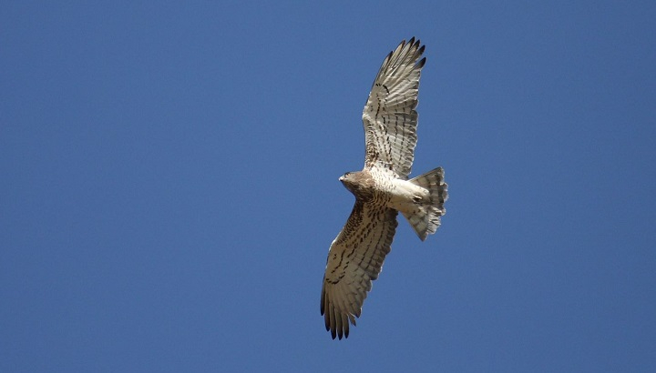 Sortie «A la découverte des rapaces diurnes» à Montoulieu - LPO (Ligue ...