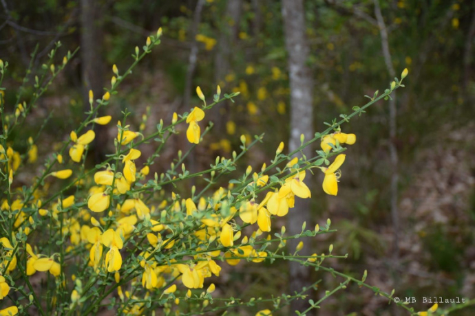 Genêt à balais - LPO (Ligue pour la Protection des Oiseaux) - Agir pour ...