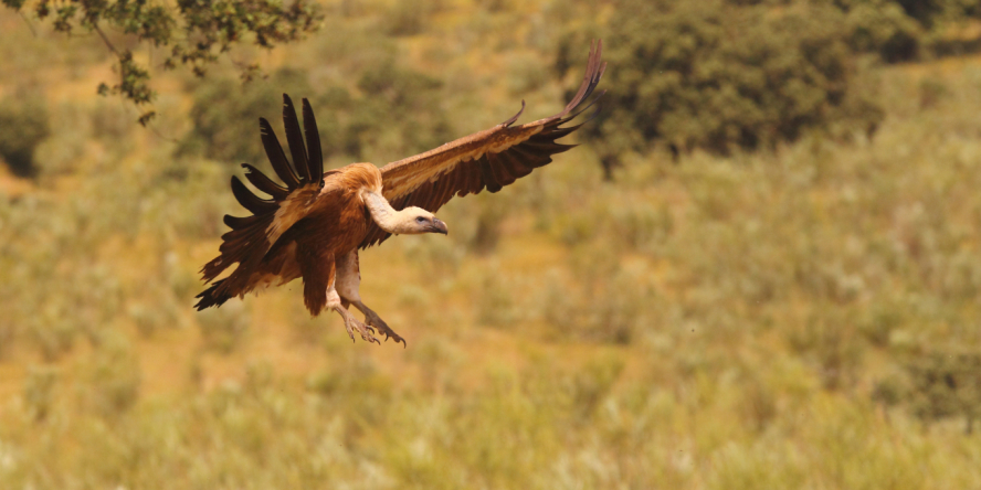 Journées mondiales des vautours : Venez observer le ciel - LPO (Ligue ...