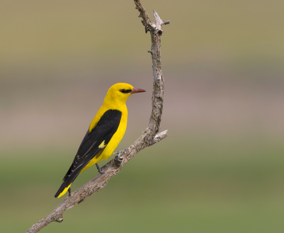 Le maillot jaune - LPO (Ligue pour la Protection des Oiseaux) - Agir ...