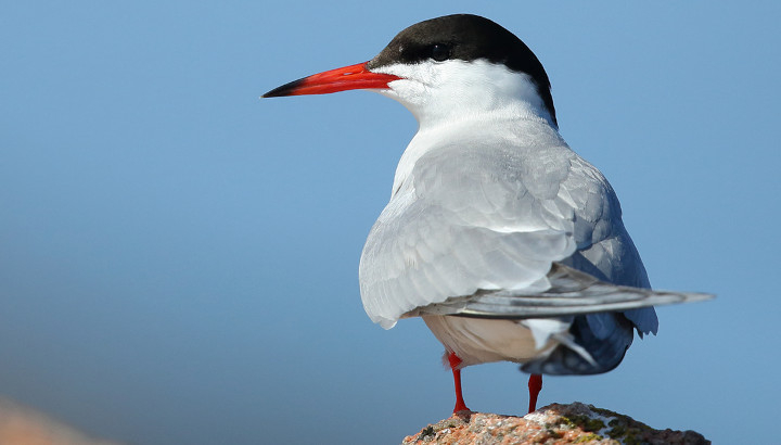 Sterne pierregarin - LPO (Ligue pour la Protection des Oiseaux) - Agir ...