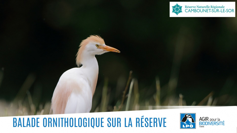 Balade ornithologique sur la Réserve - LPO (Ligue pour la Protection ... Balade ornithologique sur la Réserve - LPO (Ligue pour la Protection ...