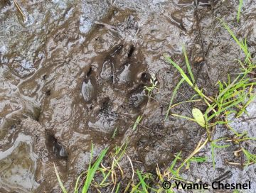 Animation FAMILLE « Sur les traces des animaux » - LPO (Ligue pour la ...